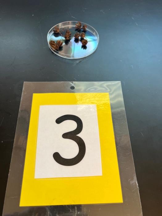 Solved Botany Questions1. Analyze the dried fruit specimens | Chegg.com