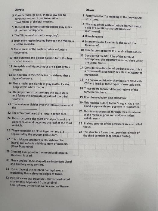 Solved Brain Anatomy 13 Across Down 3 Considered large | Chegg.com