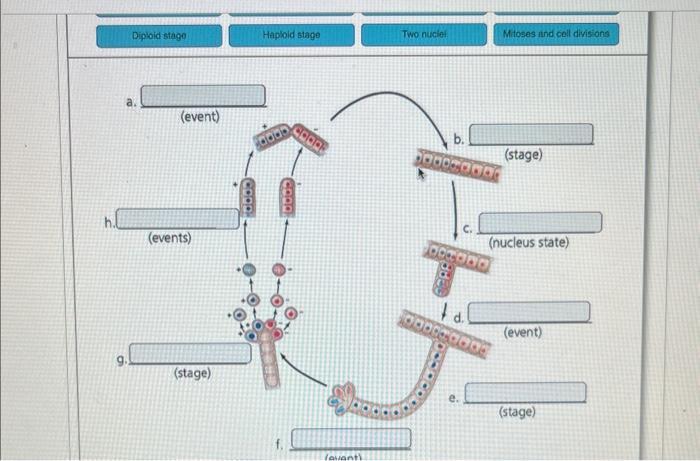 Solved Label the features of a general fungal life cycle | Chegg.com