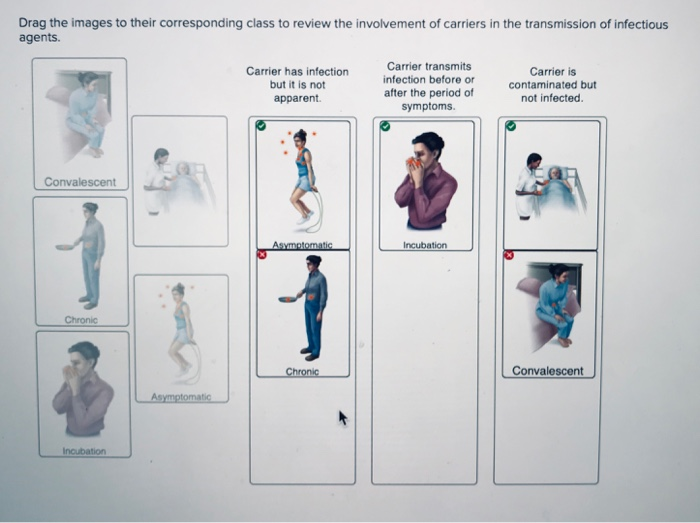 Solved Please move the correct terms and/or concepts into | Chegg.com
