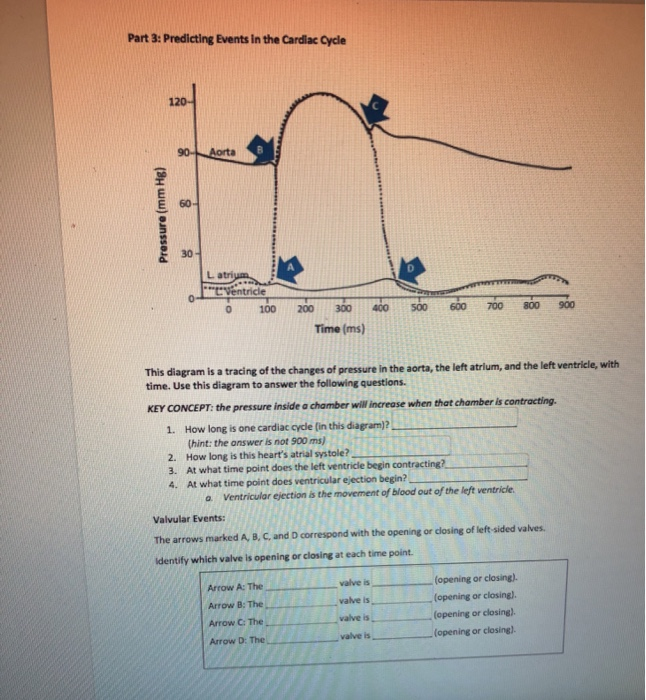 Solved Calculating Cardiac Output: How much blood is this | Chegg.com
