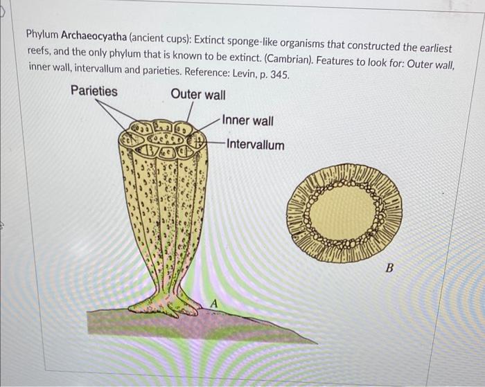 Solved Phylum Archaeocyatha (ancient cups): Extinct | Chegg.com