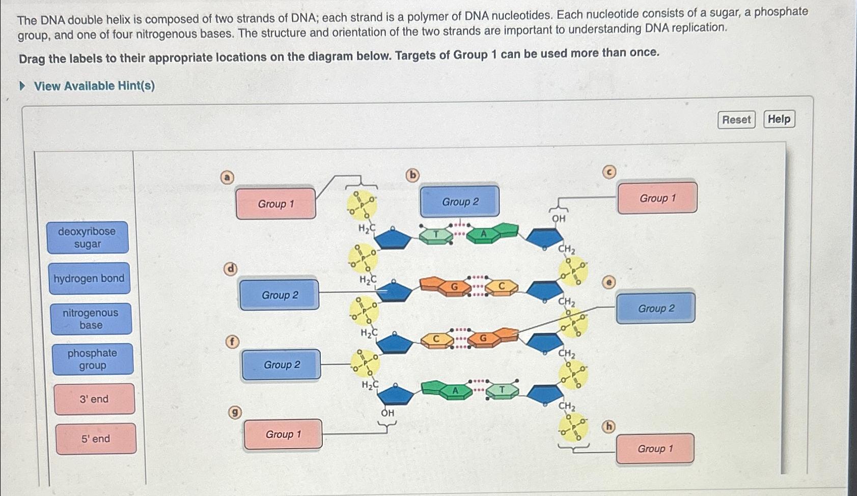 Solved The DNA double helix is composed of two strands of | Chegg.com