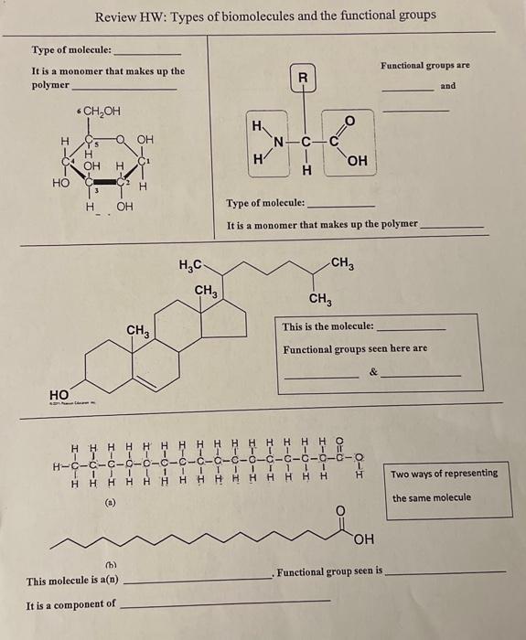 Solved Review HW: Types of biomolecules and the functional | Chegg.com