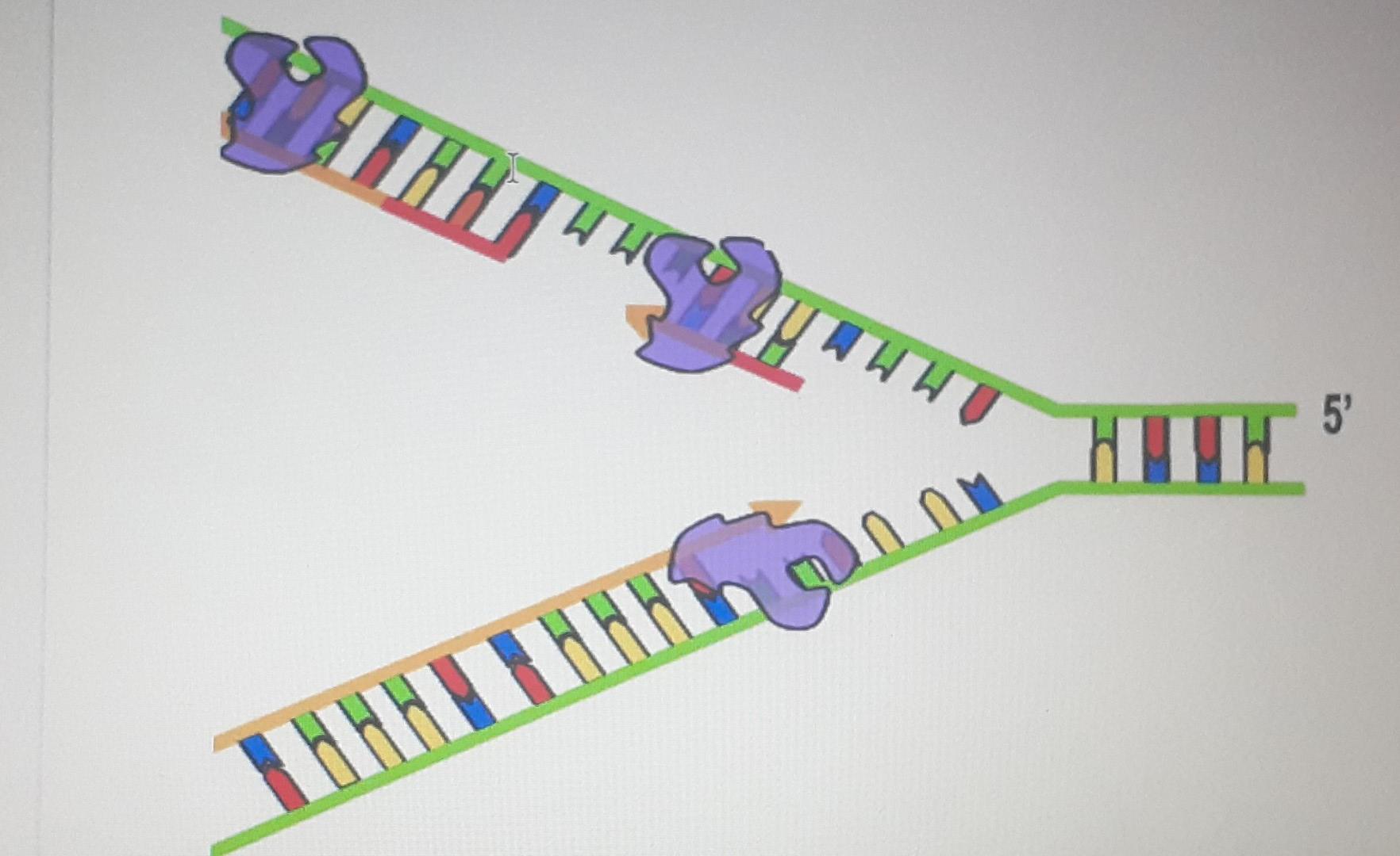Solved You will draw out the steps of DNA replication. In | Chegg.com