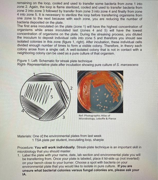 Solved Lab 2: Pure culture techniques 1. Colony | Chegg.com