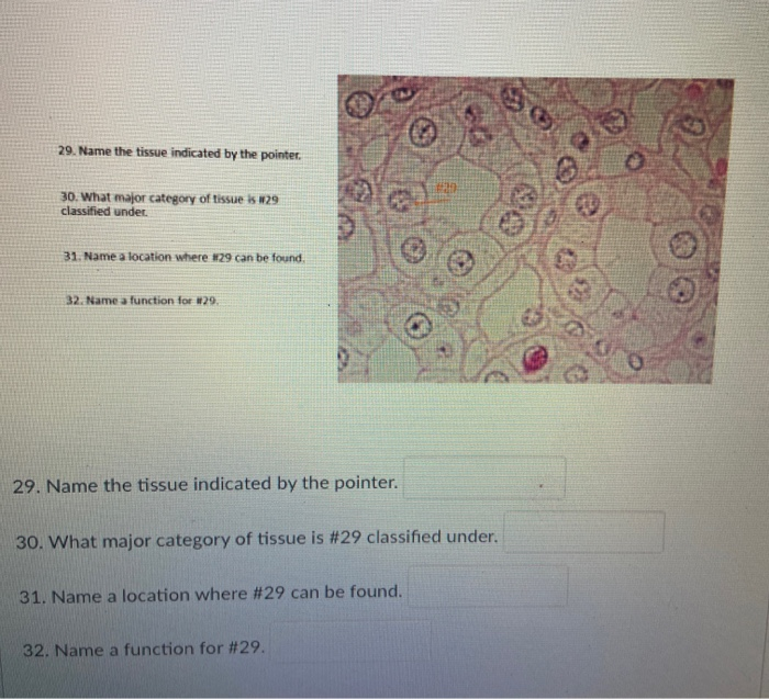 Solved 90 29. Name the tissue indicated by the pointer. 30. | Chegg.com