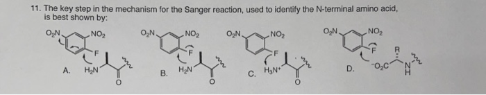 Solved 11. The key step in the mechanism for the Sanger | Chegg.com