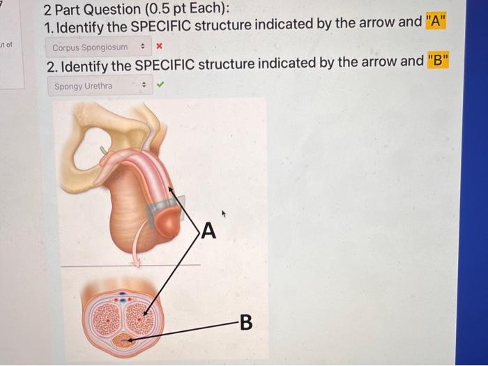 Solved 2 Part Question ( 0.5 pts each): 1. Identify the | Chegg.com