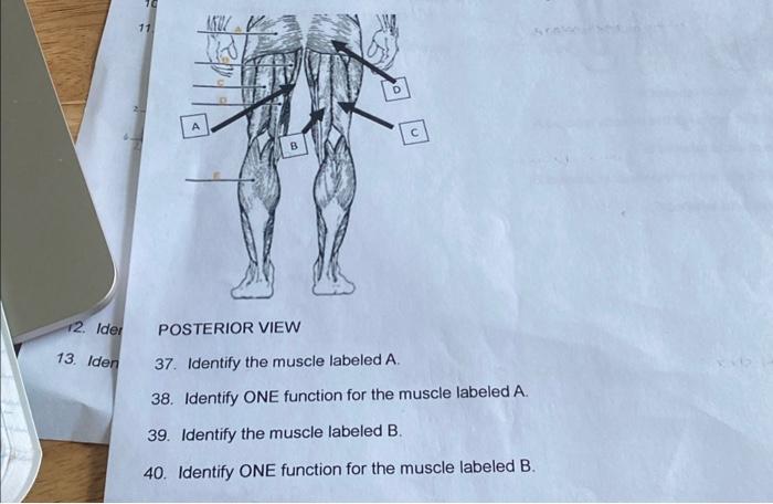Solved POSTERIOR VIEW 37. Identify the muscle labeled A. 38. | Chegg.com