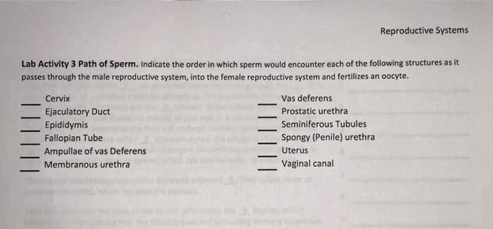 Solved Reproductive Systems Lab Activity 3 Path of Sperm. | Chegg.com