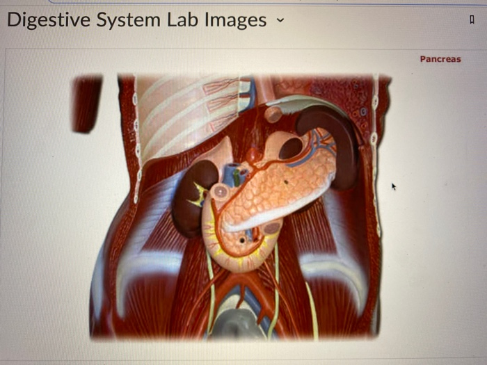 Solved Digestive System Lab Images A Pancreas | Chegg.com