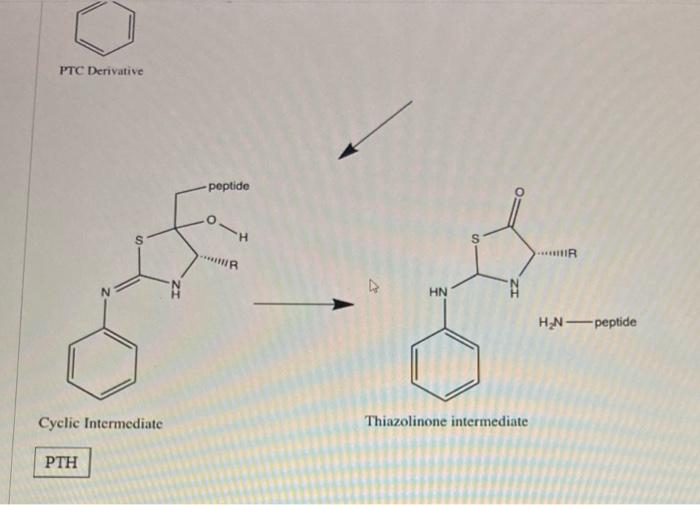 Solved Automated Edman degradation was used to determine the | Chegg.com