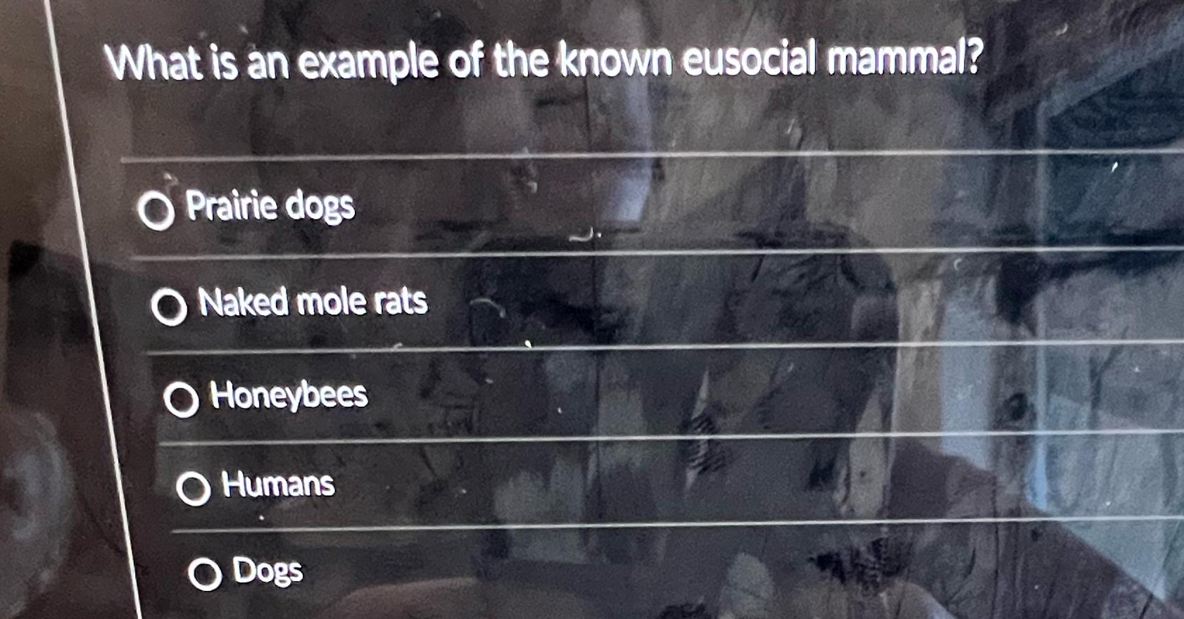 Solved What is an example of the known eusocial | Chegg.com