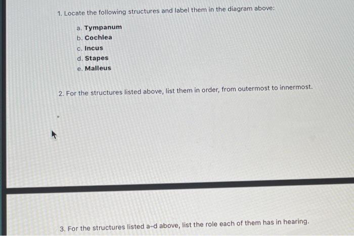 Solved 1. Locate the following structures and label them in | Chegg.com