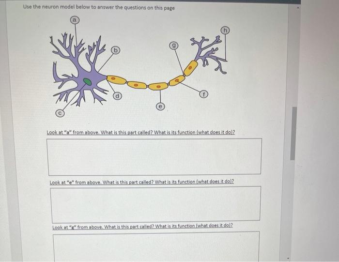 Solved Use the neuron model below to answer the questions on | Chegg.com
