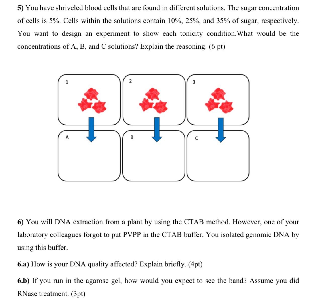 Solved You have shriveled blood cells that are found in | Chegg.com