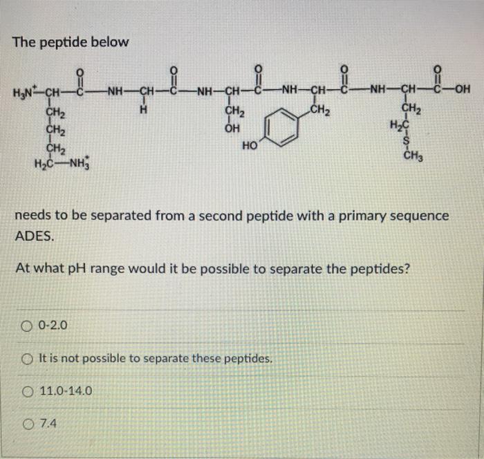 Solved The peptide below 요 요. -NH-CH-C COH H2N-CH CH2 CH, | Chegg.com
