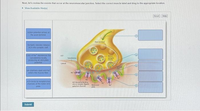 Solved Next, let's review the events that occur at the | Chegg.com