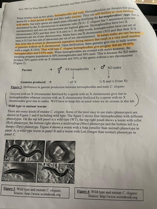 Solved I'm writing a paper for C. elegans and I'm stuck on | Chegg.com