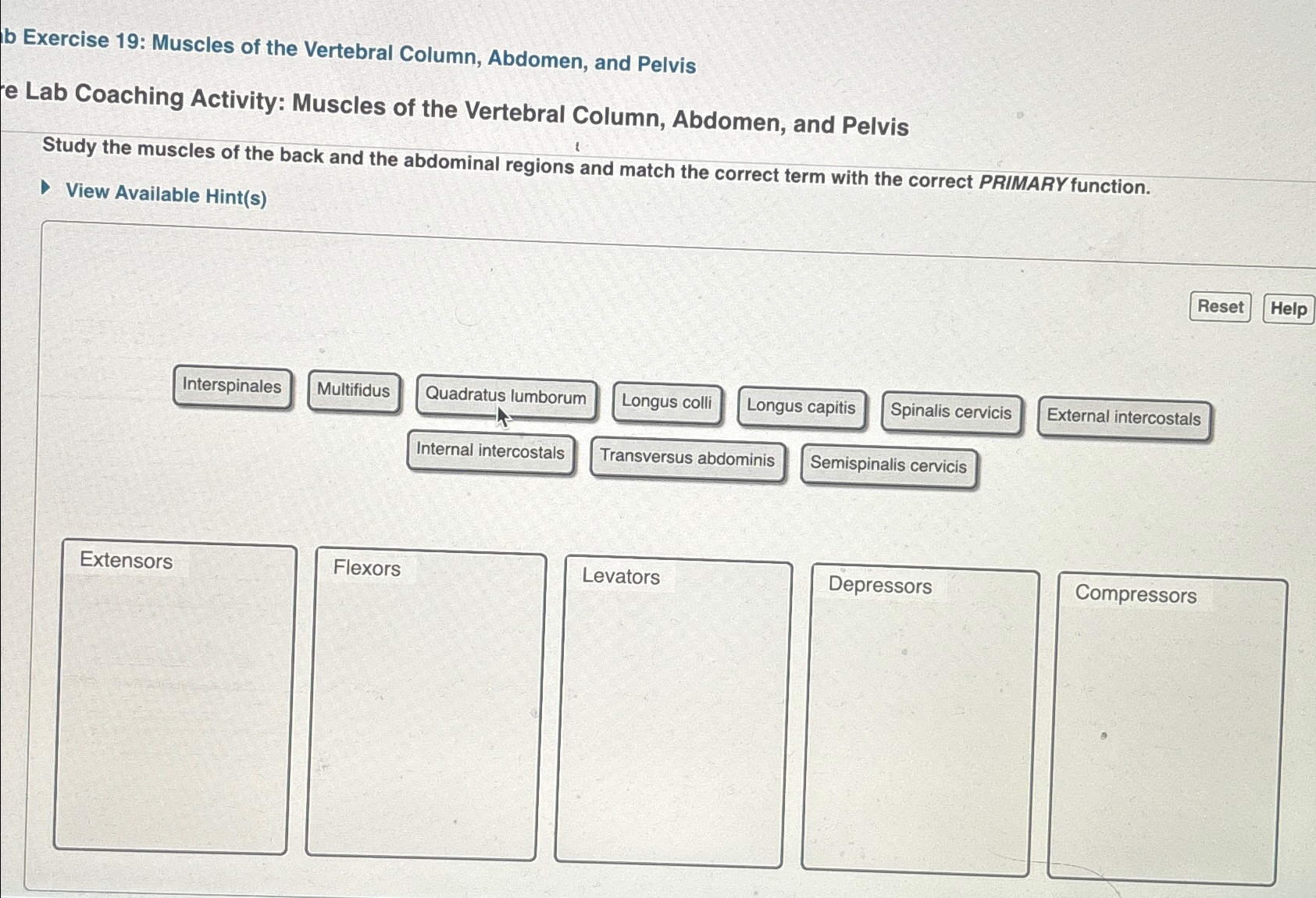 Solved Ib Exercise 19: Muscles of the Vertebral Column, | Chegg.com