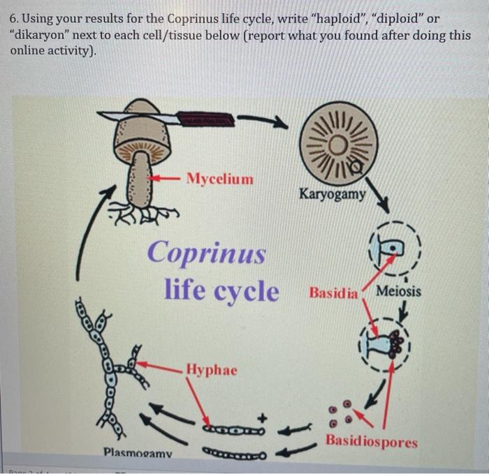 Solved 6. Using your results for the Coprinus life cycle, | Chegg.com