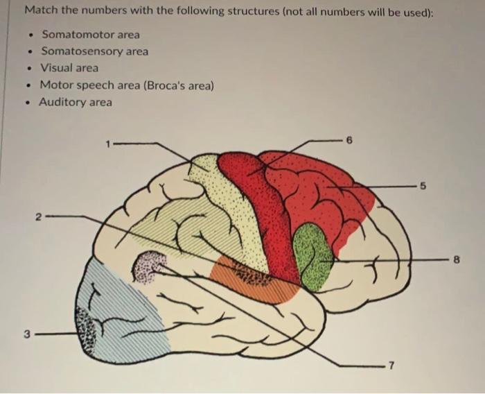 Solved Match the numbers with the following structures (not | Chegg.com