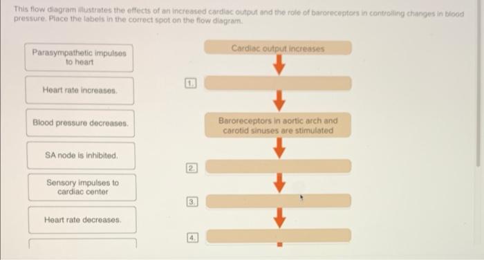 Solved This flow diagram illustrates the effects of an | Chegg.com