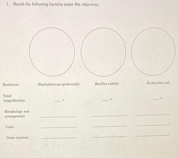 Solved 1. Sketch the following bacteria under 40x | Chegg.com