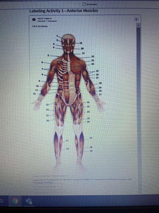 Labeling Activity 1-Anterior Muscles Lab 14-bela Henk | Chegg.com