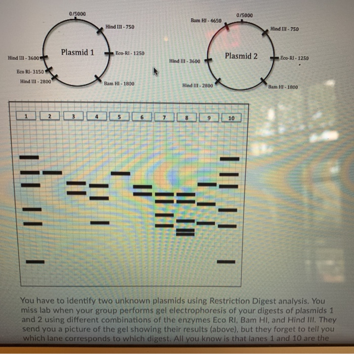 Solved 0/5000 0/5000 Bar HI - 4650 Hind III - 750 Hind III - | Chegg.com