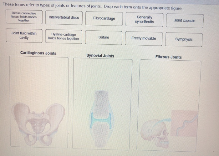Solved These terms refer to types of joints or features of | Chegg.com
