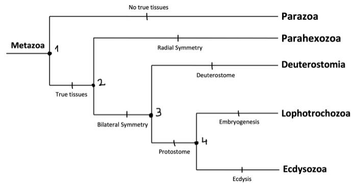 Solved No true tissues Parazoa Parahexozoa Metazoa 1 Radial | Chegg.com