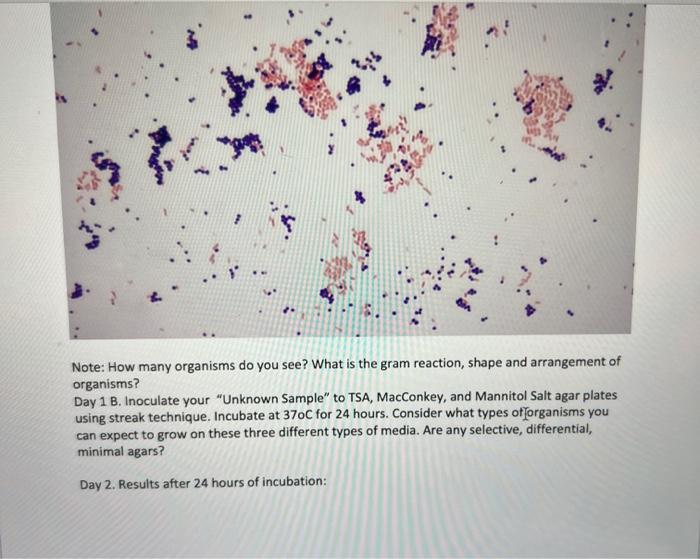 Solved Unknown sample number: 5 1. TSA plate gram stain | Chegg.com