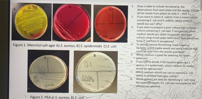 Staphylococcus Epidermidis Streak Plate