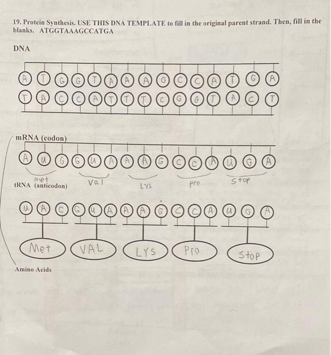 Solved 19. Protein Synthesis. USE THIS DNA TEMPLATE to fill | Chegg.com