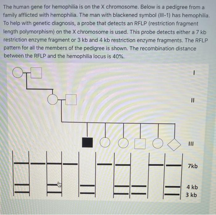 The human gene for hemophilia is on the X chromosome. | Chegg.com