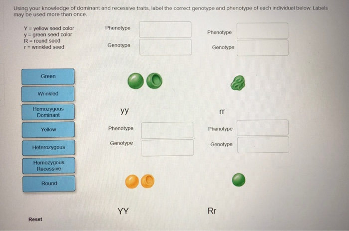 Solved Using your knowledge of dominant and recessive | Chegg.com Solved Using your knowledge of dominant and recessive | Chegg.com