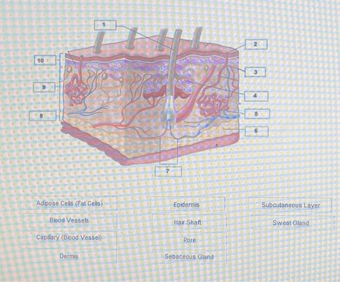 Solved Use The Diagram To Match Each Of The Layers And Chegg