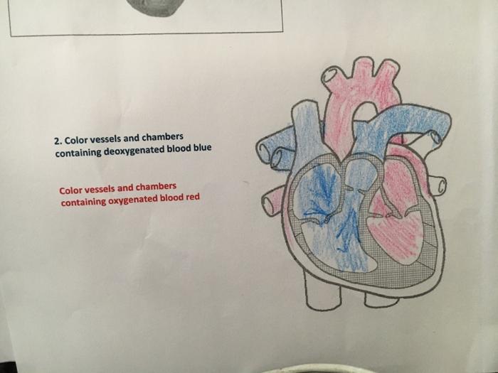 Solved 2. Color vessels and chambers containing deoxygenated | Chegg.com