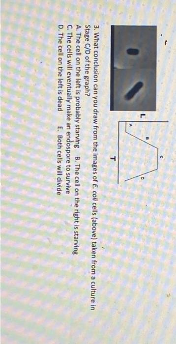 [solved] 3 What Conclusion Can You Draw From The Images O