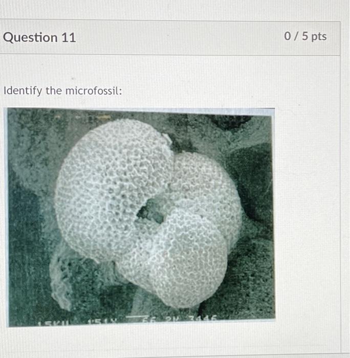 Solved Identify the microfossil: Identify the | Chegg.com