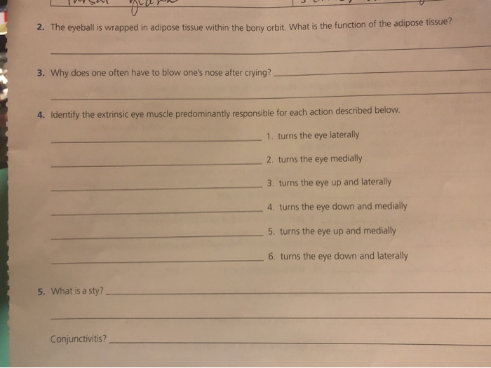 Solved 2. The eyeball is wrapped in adipose tissue within | Chegg.com