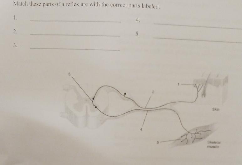 Solved Match these parts of a reflex are with the correct | Chegg.com