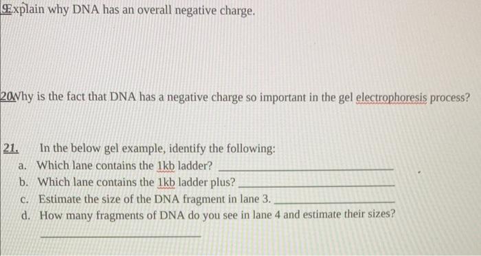 Solved £xplain why DNA has an overall negative charge. 20Why | Chegg.com