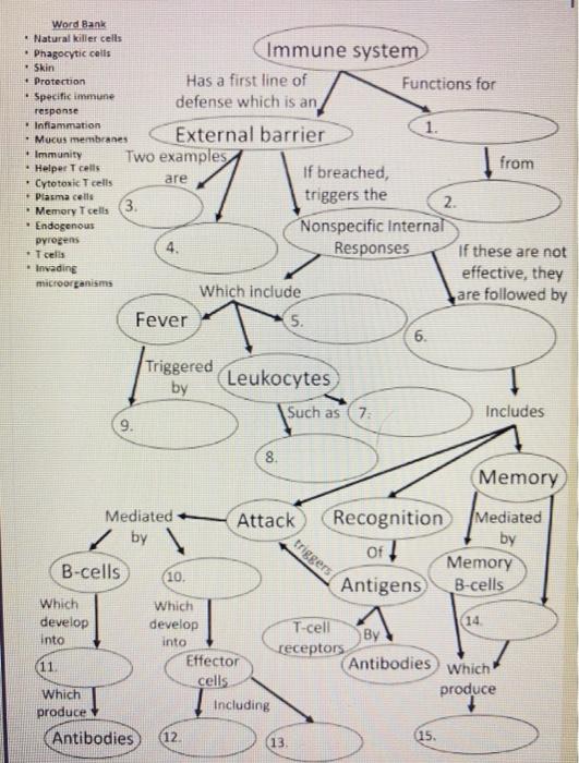 Solved concept map of the immune system. please help me fill | Chegg.com