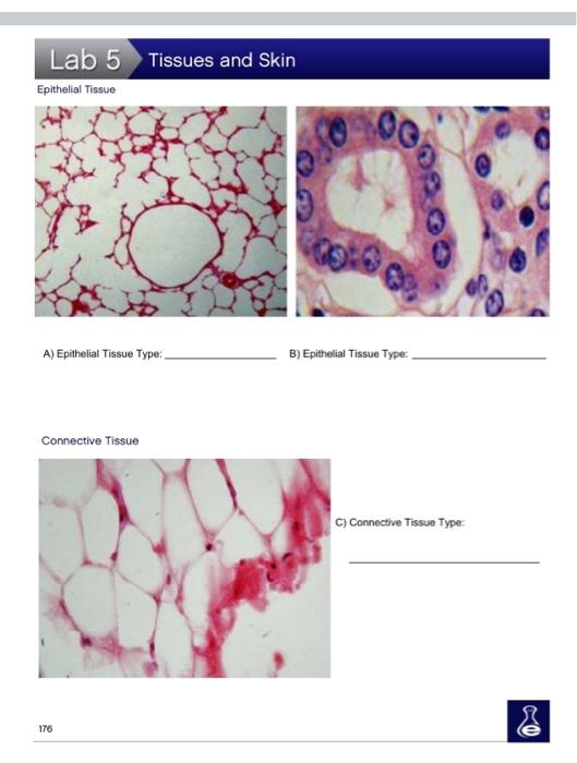 Solved Lab 5 Tissues and Skin Muscular Tissue (continued) G) | Chegg.com