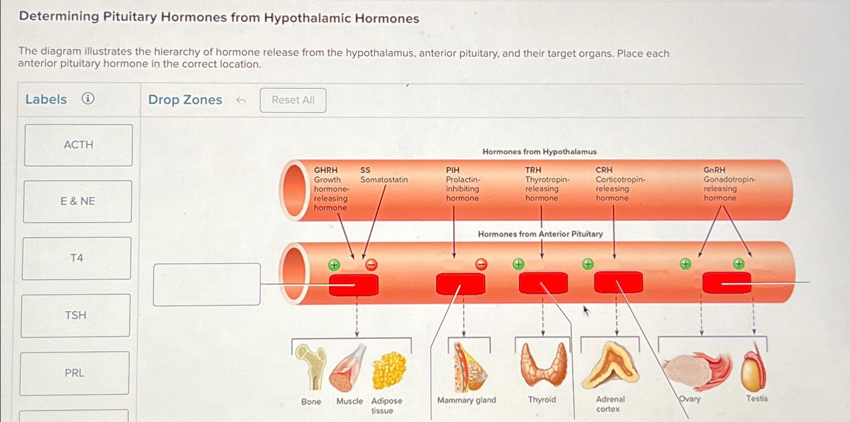 Solved Determining Pituitary Hormones from Hypothalamic | Chegg.com
