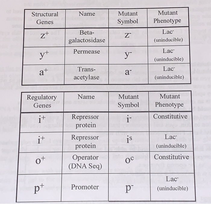 Solved Name Structural Genes Mutant Symbol Mutant Phenotype | Chegg.com