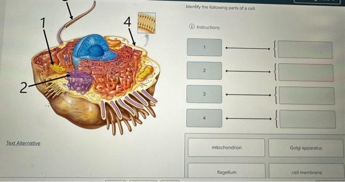 Solved Identify the foliowing parts of a cell (1) | Chegg.com
